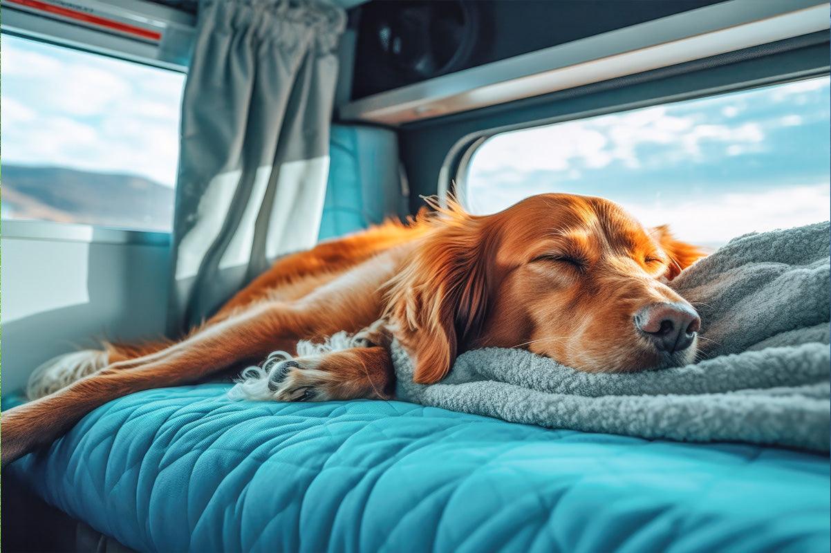 Top Tips for Caravanning With Dogs | Towsure